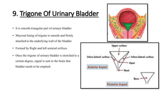 Anatomy and physiology of urinary bladder | PPT