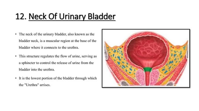 Anatomy and physiology of urinary bladder | PPT