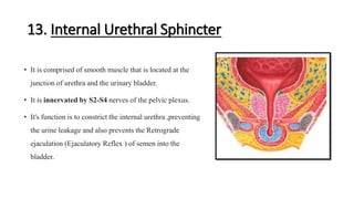 Anatomy and physiology of urinary bladder | PPTX