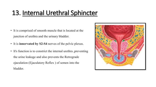 Anatomy and physiology of urinary bladder | PPT