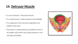 Anatomy and physiology of urinary bladder | PPT