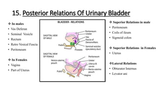 Anatomy and physiology of urinary bladder | PPT