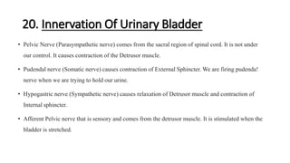 Anatomy and physiology of urinary bladder | PPT