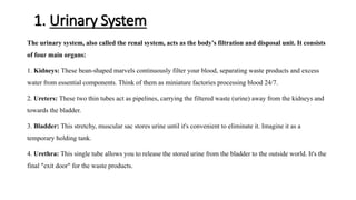 Anatomy and physiology of urinary bladder | PPT