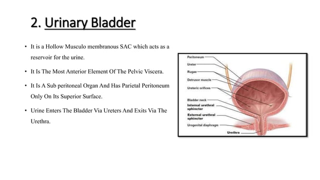 Anatomy and physiology of urinary bladder | PPT