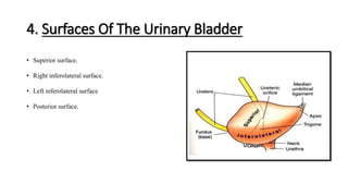 Anatomy and physiology of urinary bladder | PPT