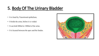 Anatomy and physiology of urinary bladder | PPT