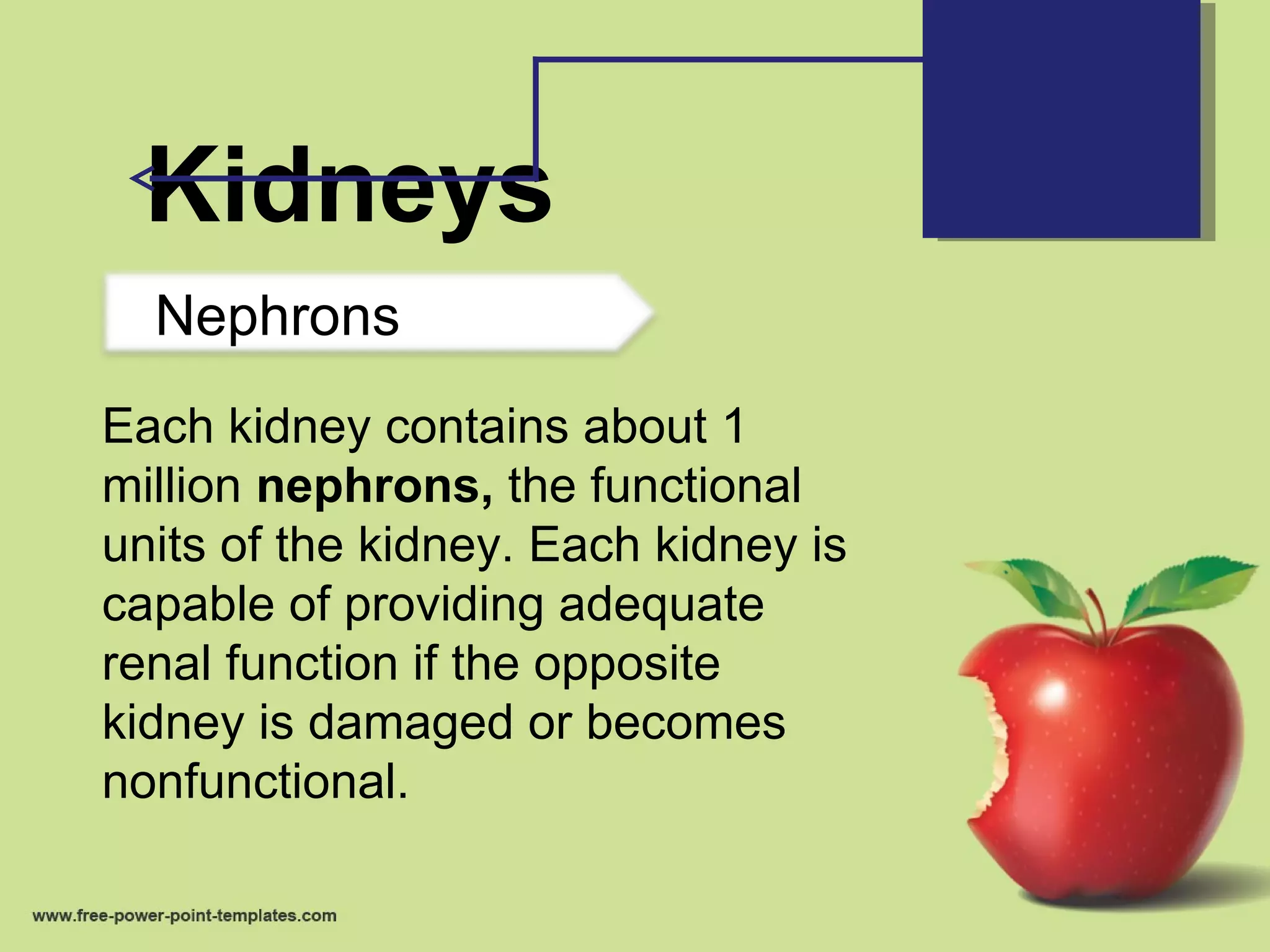 Anatomy and physiology of urinary system | PPT