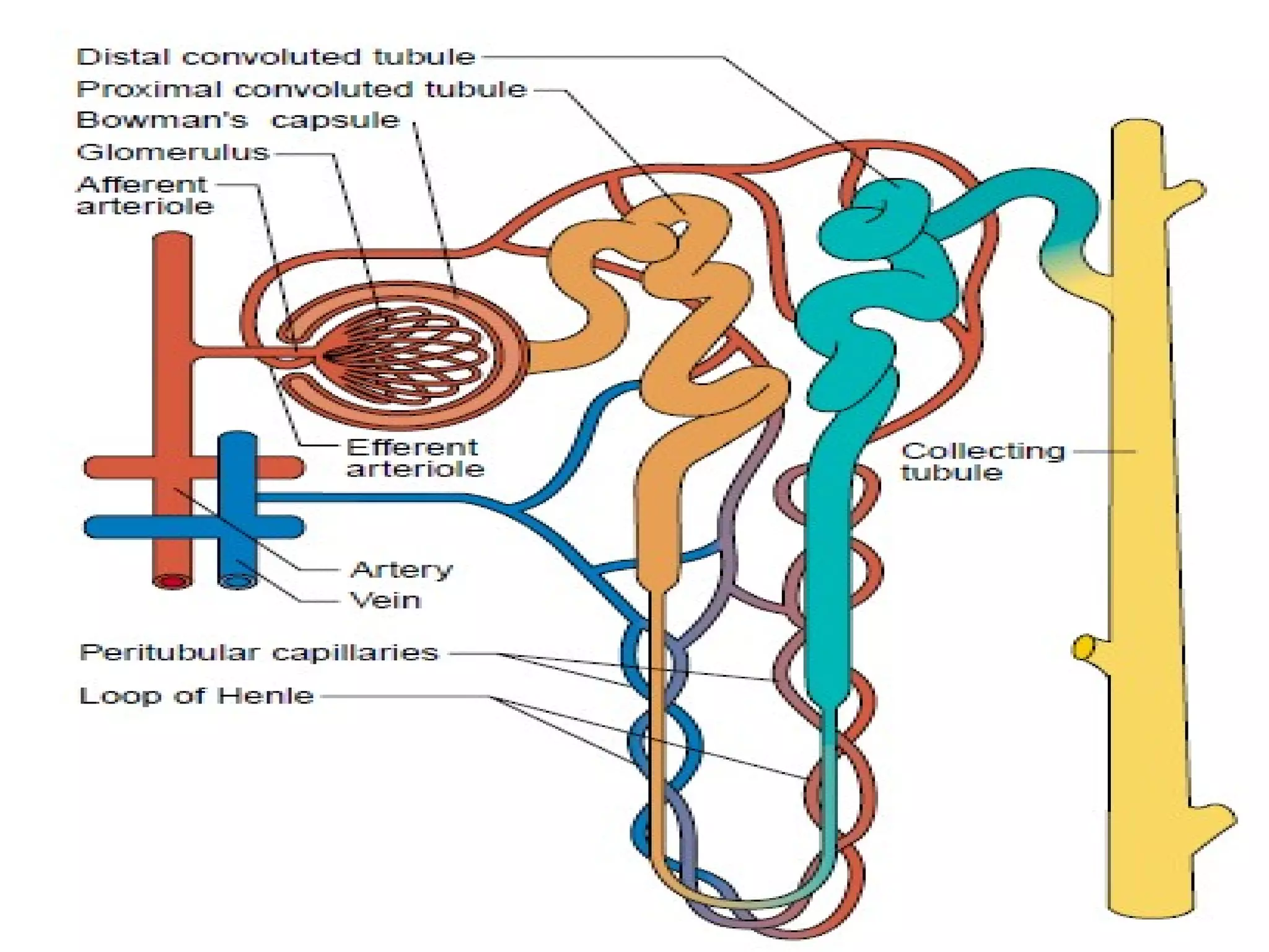 Anatomy and physiology of urinary system | PPT