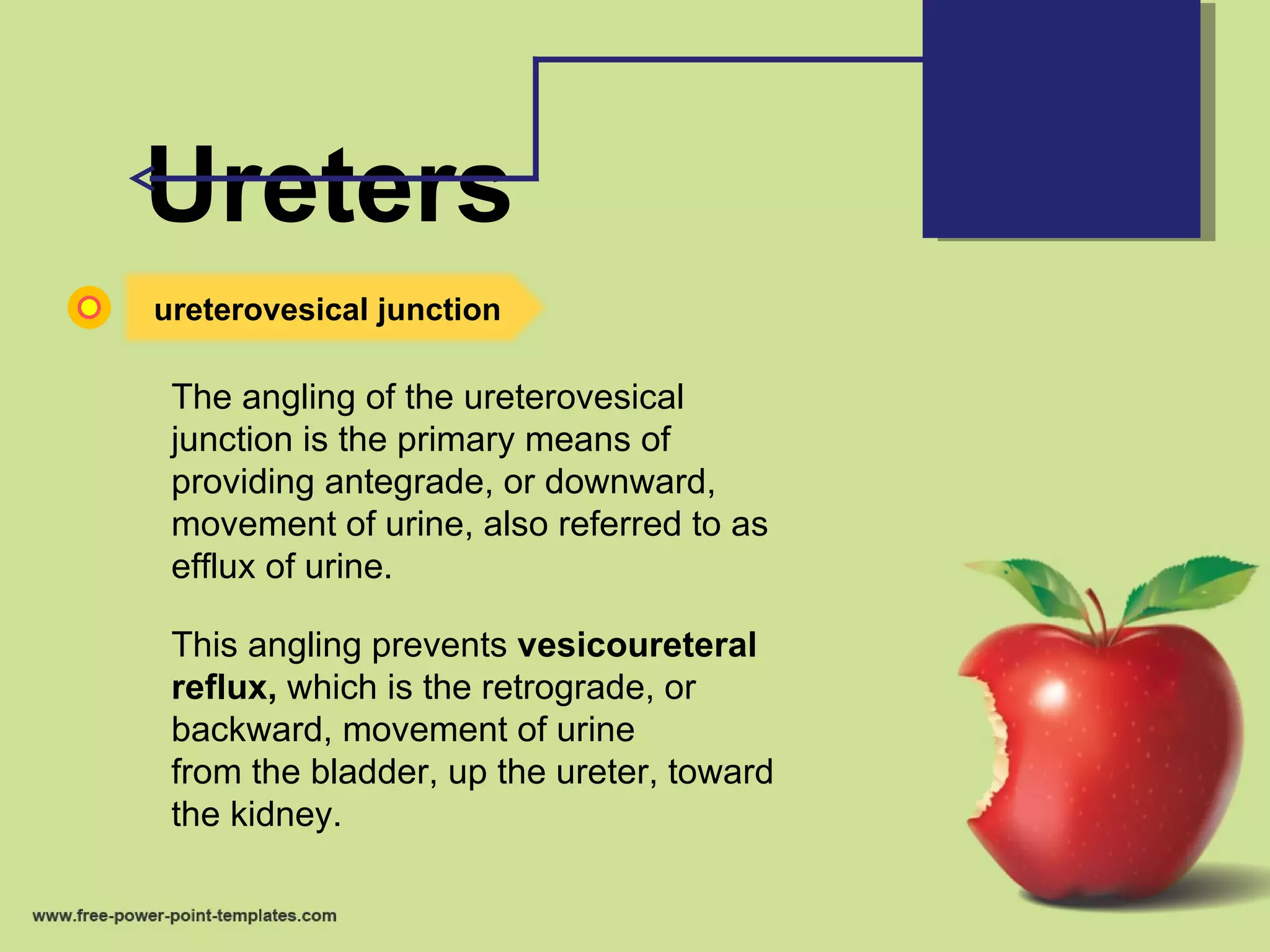 Anatomy and physiology of urinary system | PPT