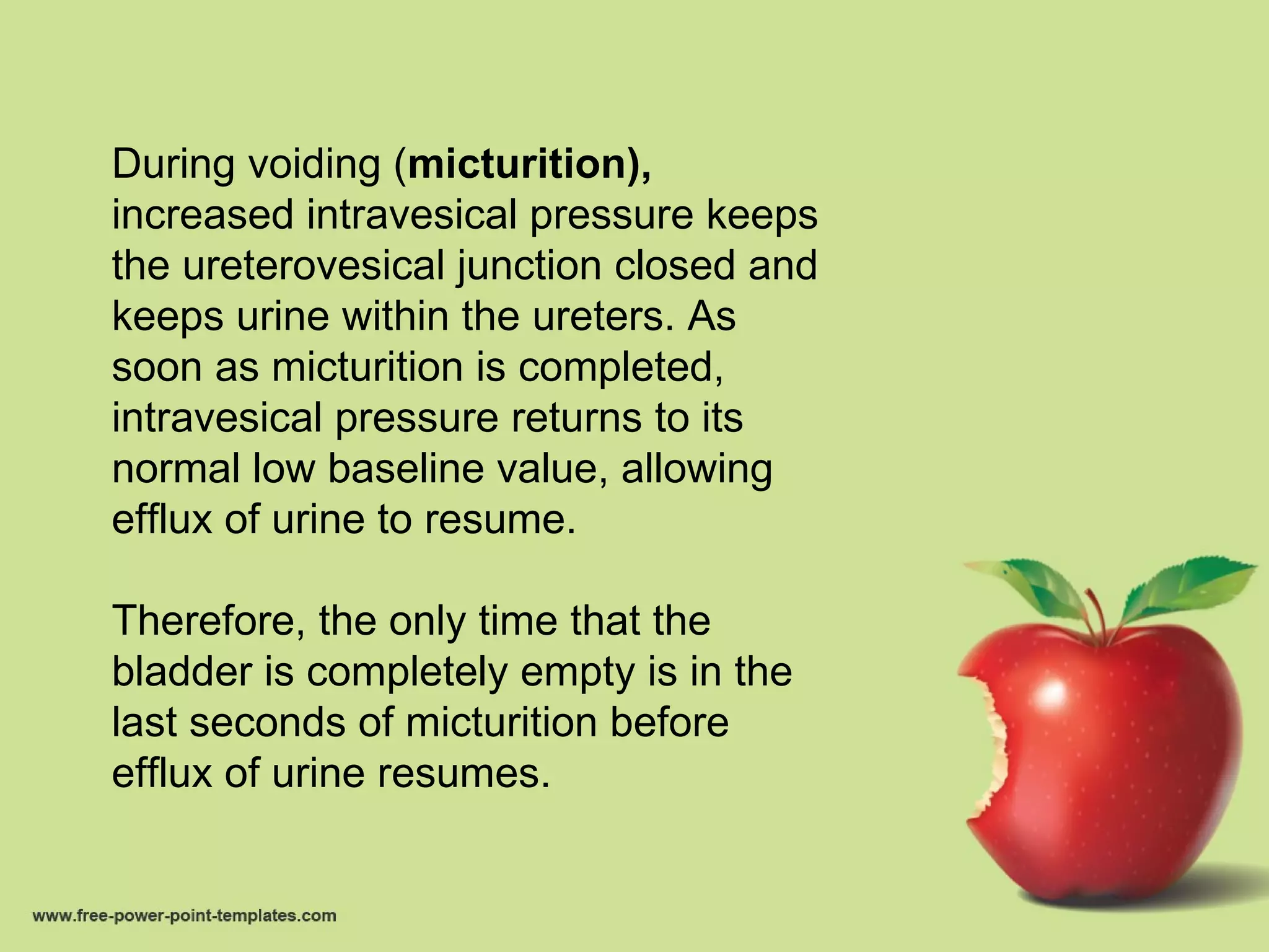 Anatomy and physiology of urinary system | PPT