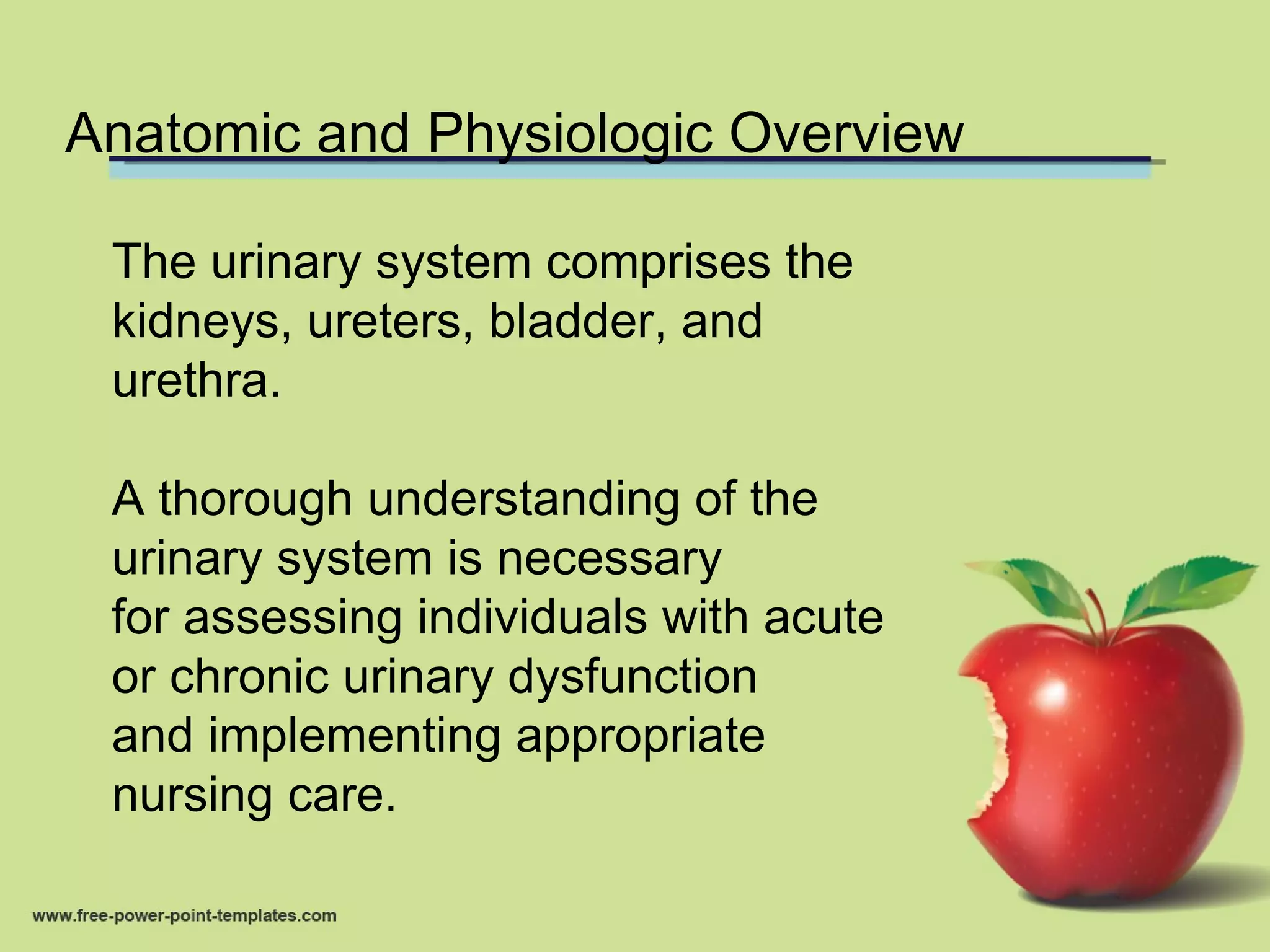 Anatomy and physiology of urinary system | PPT