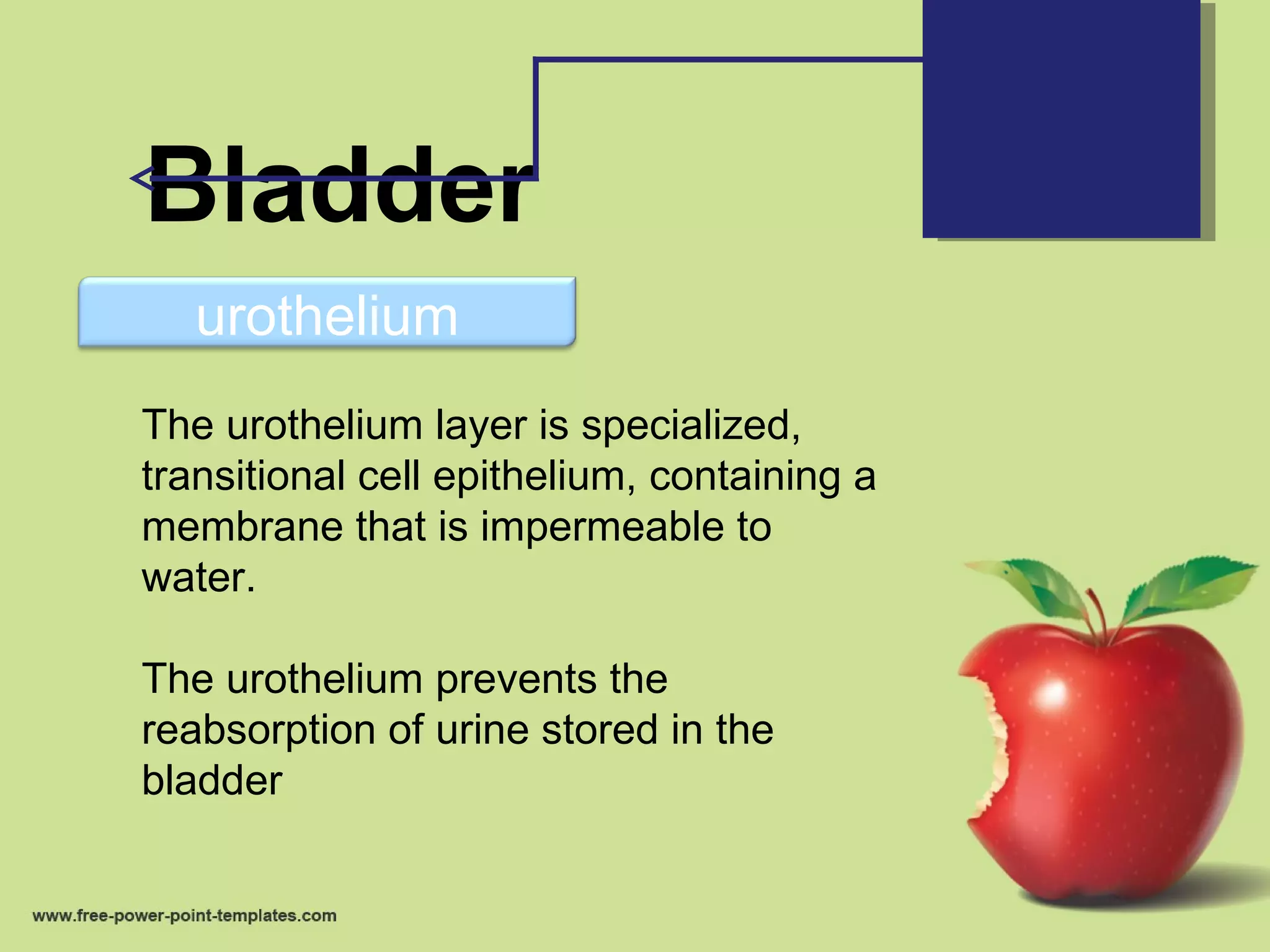 Anatomy and physiology of urinary system | PPT