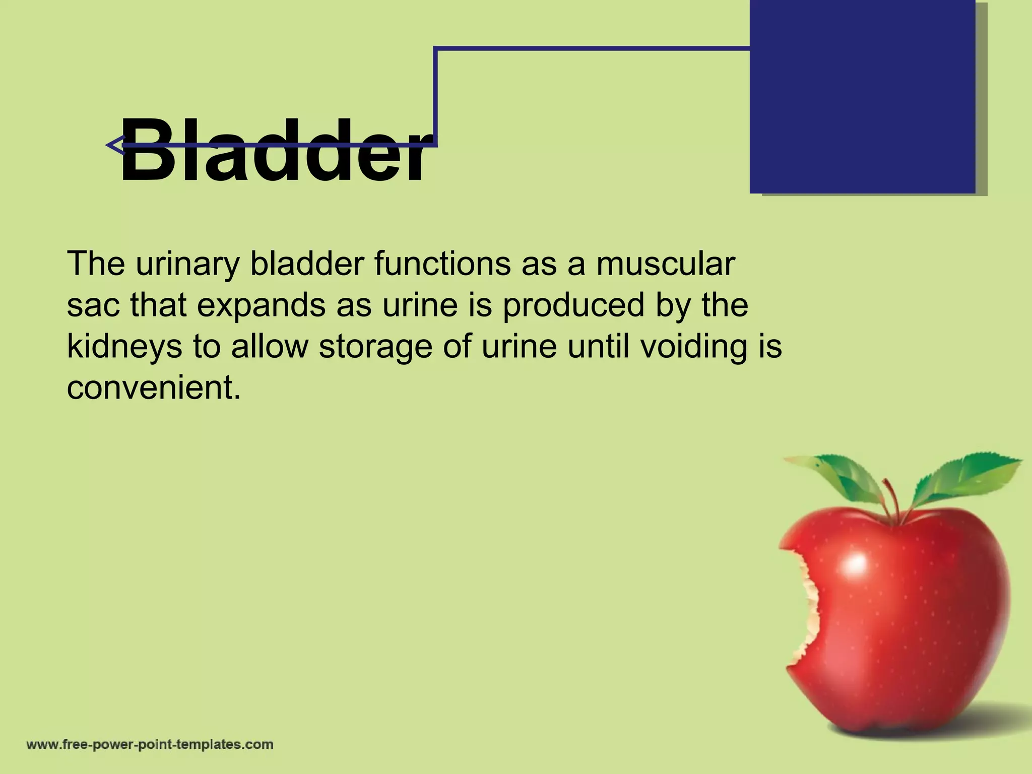 Anatomy and physiology of urinary system | PPT