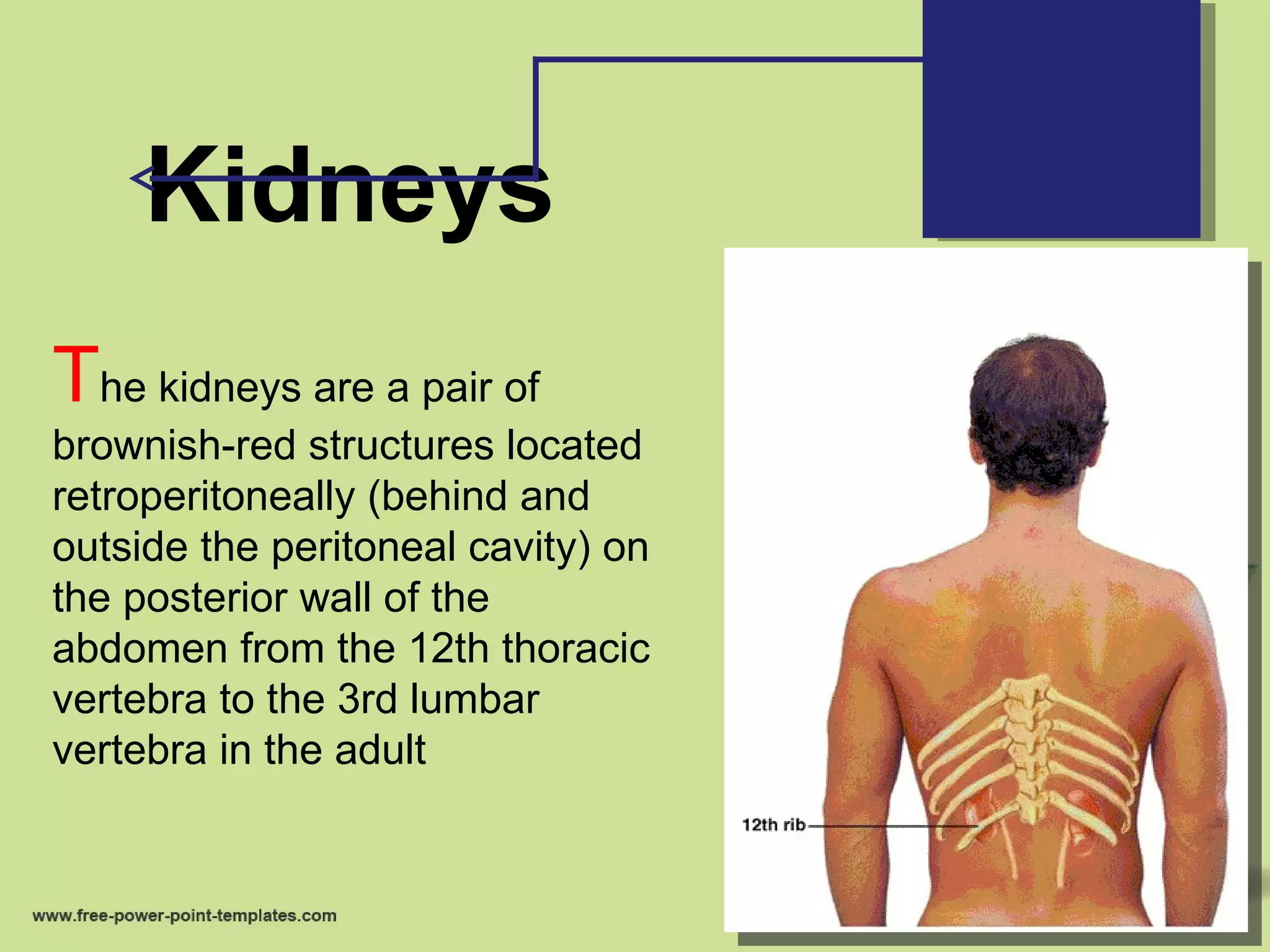 Anatomy and physiology of urinary system | PPT