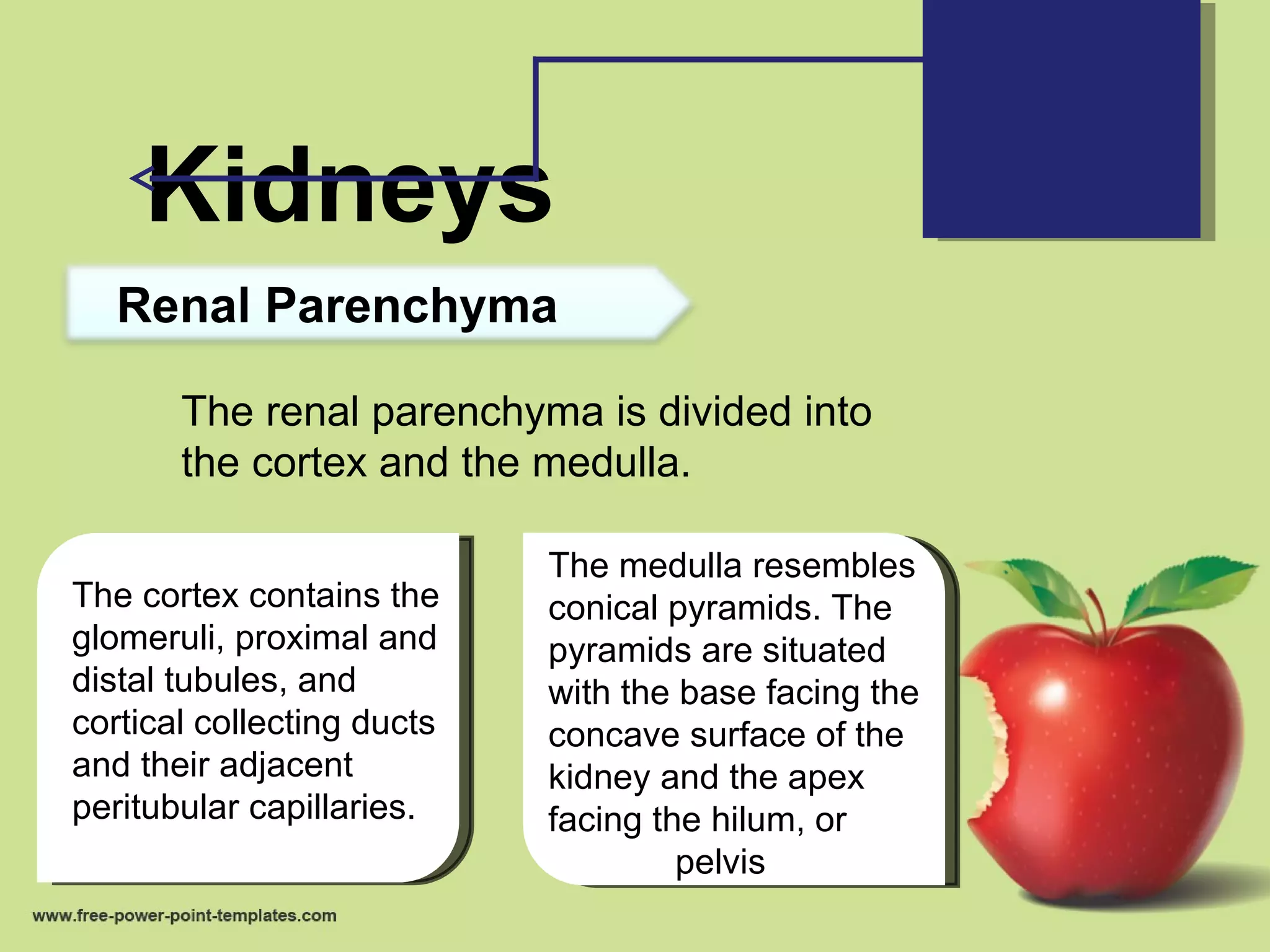 Anatomy and physiology of urinary system | PPT