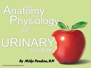 Anatomy and physiology of urinary system | PPT