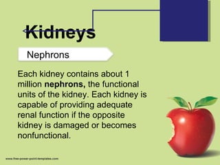 Anatomy and physiology of urinary system | PPT