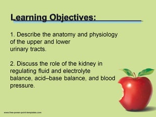 Anatomy and physiology of urinary system | PPT