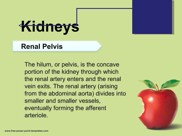Anatomy and physiology of urinary system | PPT