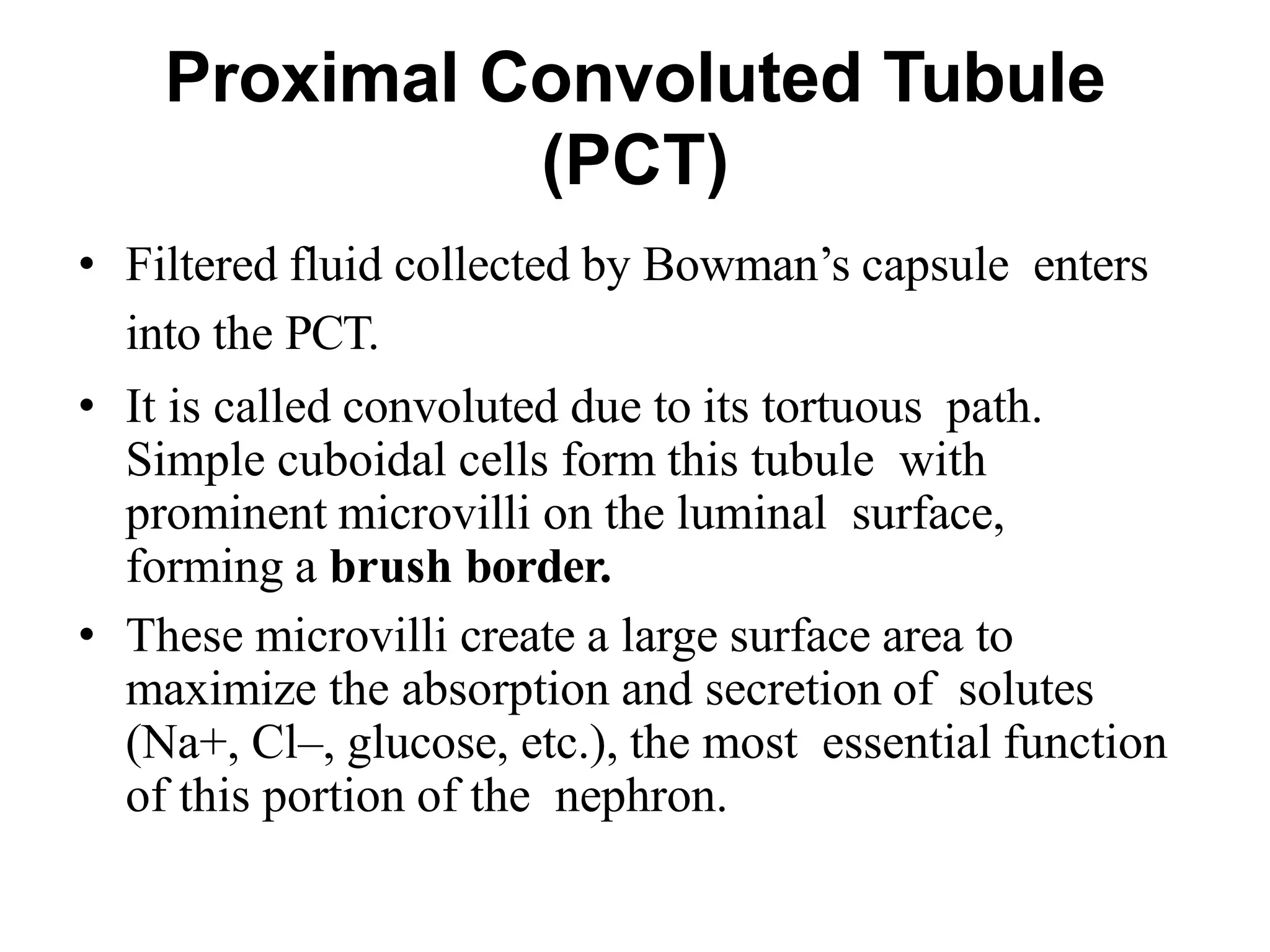 Anatomy and physiology of urinary system | PPTX