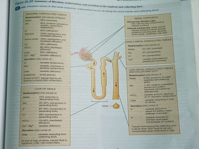 Anatomy and physiology of urinary system | PPT
