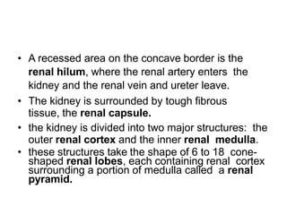 Anatomy and physiology of urinary system | PPTX