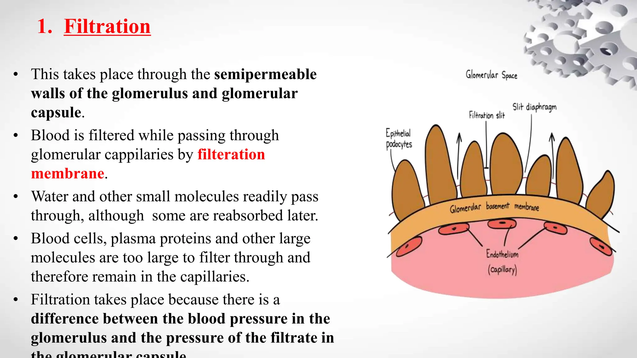 ANATOMY AND PHYSIOLOGY OF URINARY SYSTEM.pptx