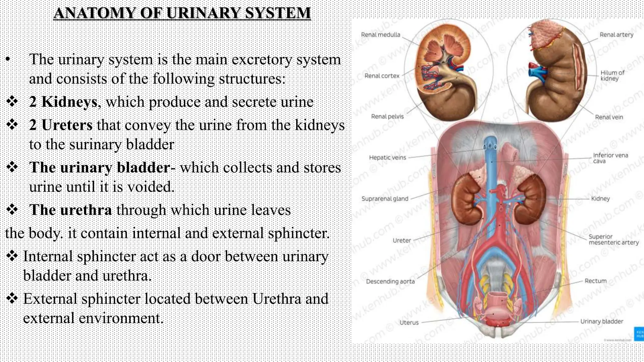ANATOMY AND PHYSIOLOGY OF URINARY SYSTEM.pptx