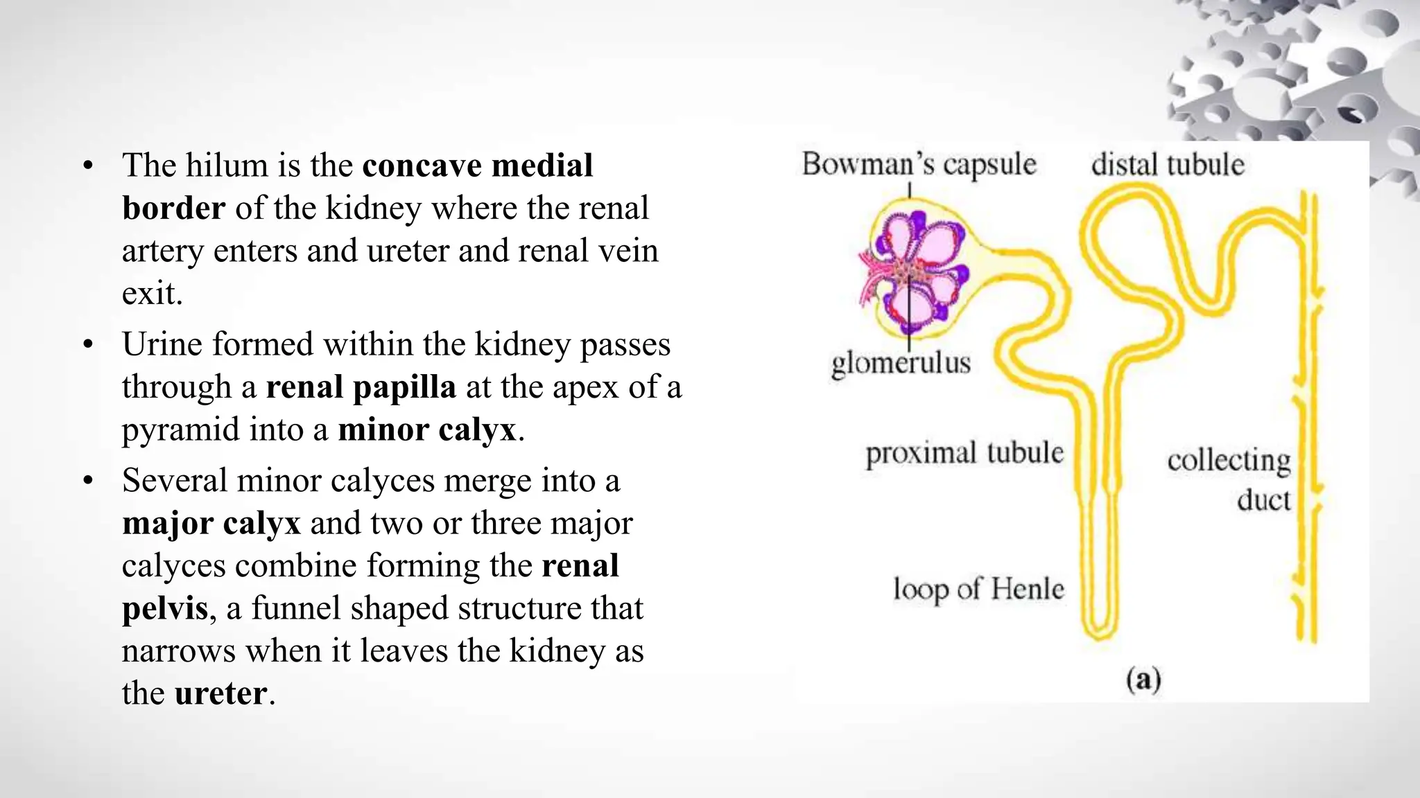 ANATOMY AND PHYSIOLOGY OF URINARY SYSTEM.pptx
