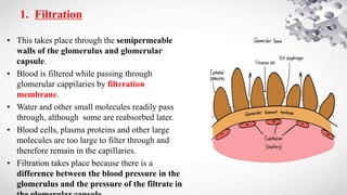 ANATOMY AND PHYSIOLOGY OF URINARY SYSTEM.pptx