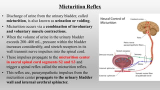 ANATOMY AND PHYSIOLOGY OF URINARY SYSTEM.pptx