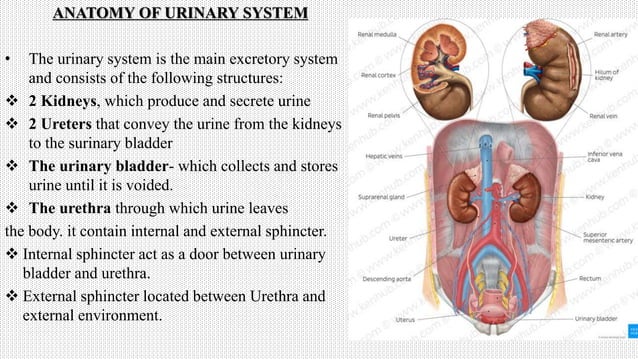 ANATOMY AND PHYSIOLOGY OF URINARY SYSTEM.pptx | Medical Health