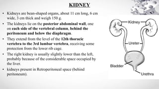 ANATOMY AND PHYSIOLOGY OF URINARY SYSTEM.pptx