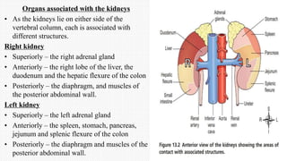 ANATOMY AND PHYSIOLOGY OF URINARY SYSTEM.pptx