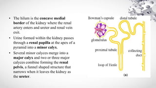 ANATOMY AND PHYSIOLOGY OF URINARY SYSTEM.pptx