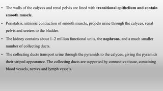 ANATOMY AND PHYSIOLOGY OF URINARY SYSTEM.pptx