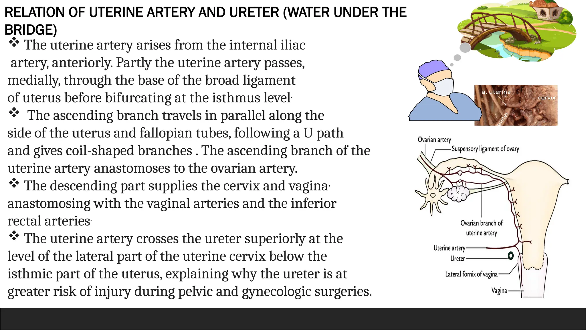 Anatomy of Uterus and physiology of Uterus | PPTX