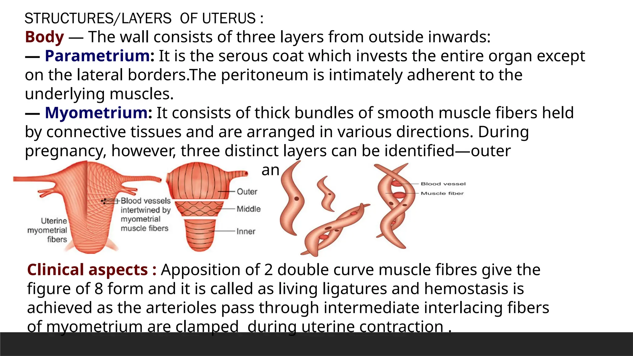 Anatomy of Uterus and physiology of Uterus | PPTX