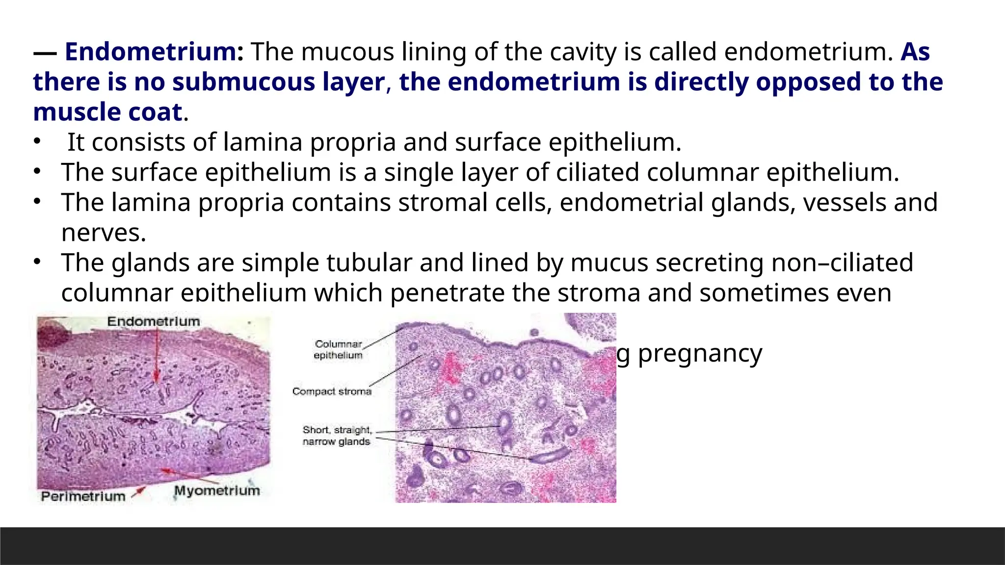 Anatomy of Uterus and physiology of Uterus | PPTX