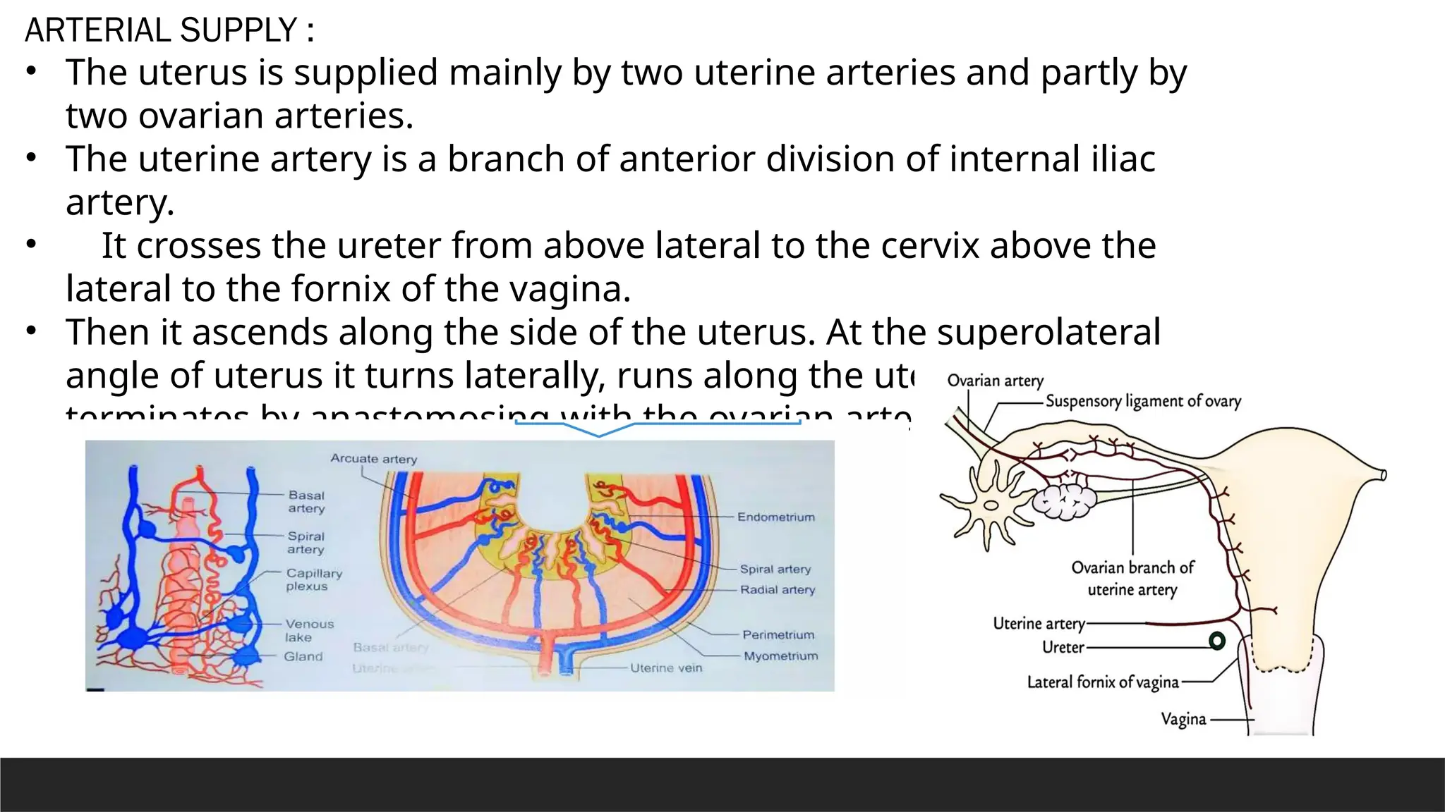 Anatomy of Uterus and physiology of Uterus | PPTX