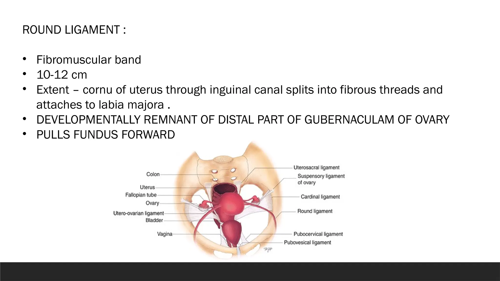 Anatomy of Uterus and physiology of Uterus | PPTX