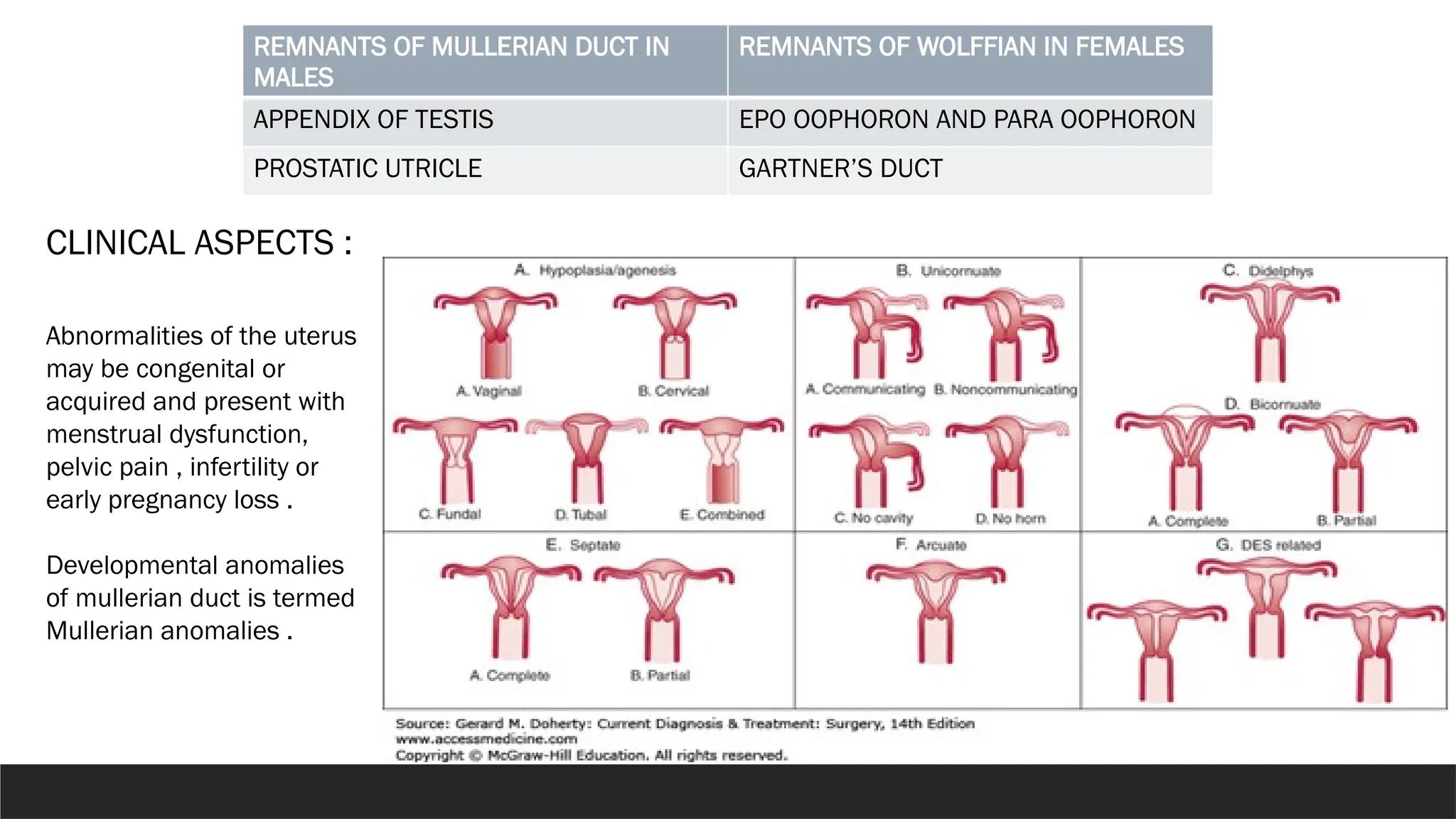 Anatomy of Uterus and physiology of Uterus | PPTX