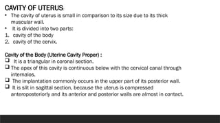 Anatomy of Uterus and physiology of Uterus | PPTX