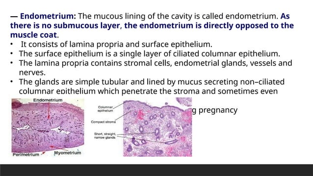Anatomy of Uterus and physiology of Uterus | PPTX