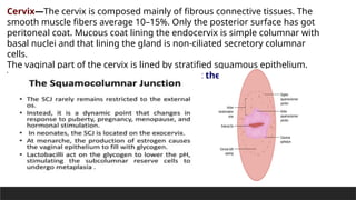 Anatomy of Uterus and physiology of Uterus | PPTX