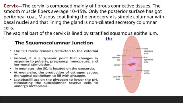 Anatomy of Uterus and physiology of Uterus | PPTX