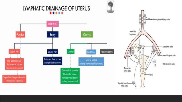 Anatomy of Uterus and physiology of Uterus | PPTX