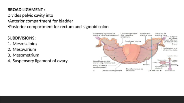 Anatomy of Uterus and physiology of Uterus | PPTX