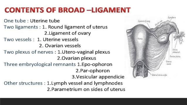 Anatomy of Uterus and physiology of Uterus | PPTX